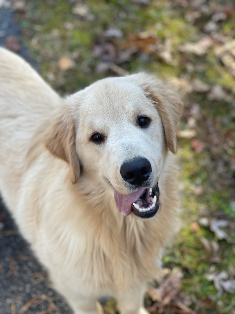 Pekay Golden Retrievers – Golden Retrievers Georgia